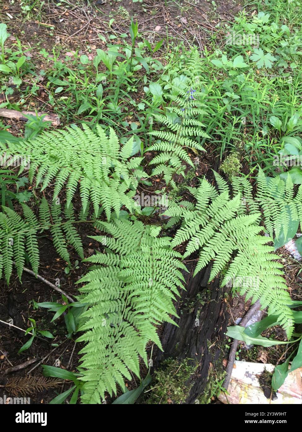 lady fern (Athyrium filix-femina) Plantae Stock Photo - Alamy