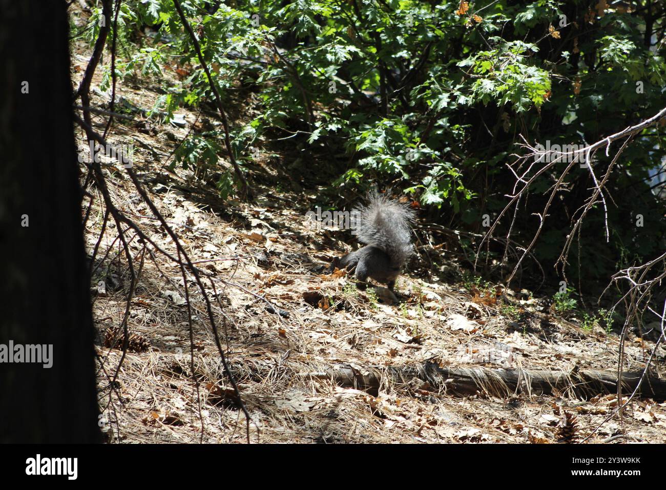 Tree Squirrels (Sciurus) Mammalia Stock Photo - Alamy