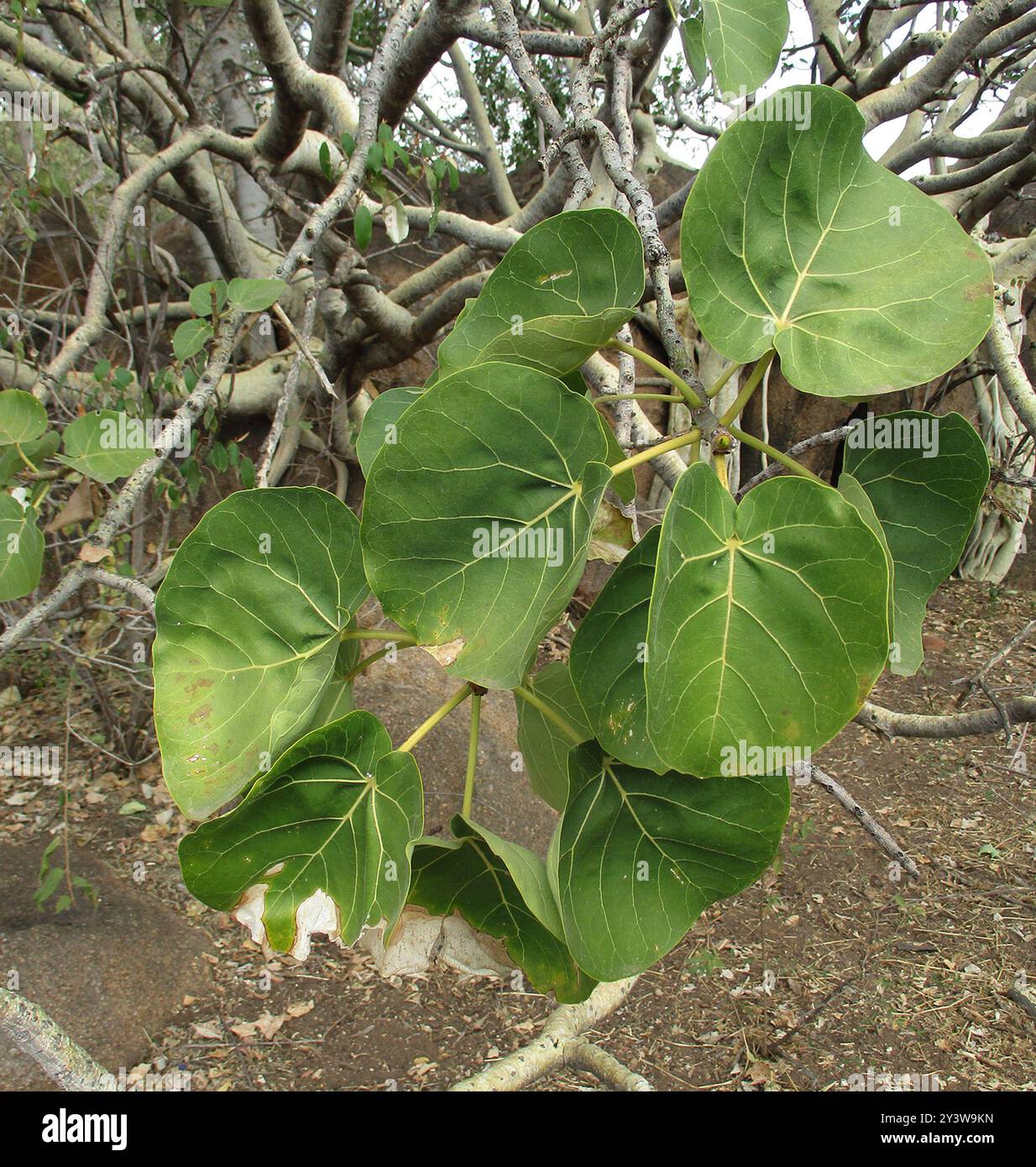Large-leaved rock fig (Ficus abutilifolia) Plantae Stock Photo - Alamy