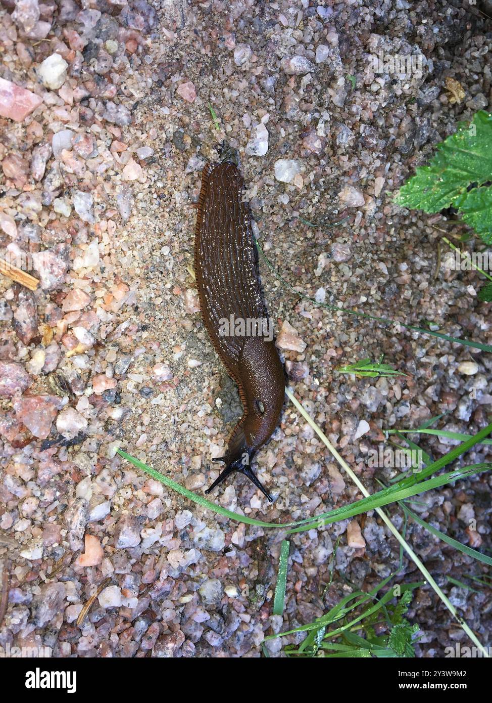 Spanish Slug (Arion vulgaris) Mollusca Stock Photo - Alamy
