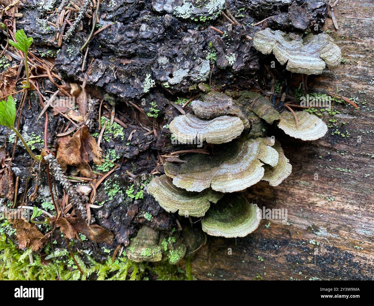shelf fungi (Polyporales) Fungi Stock Photo - Alamy