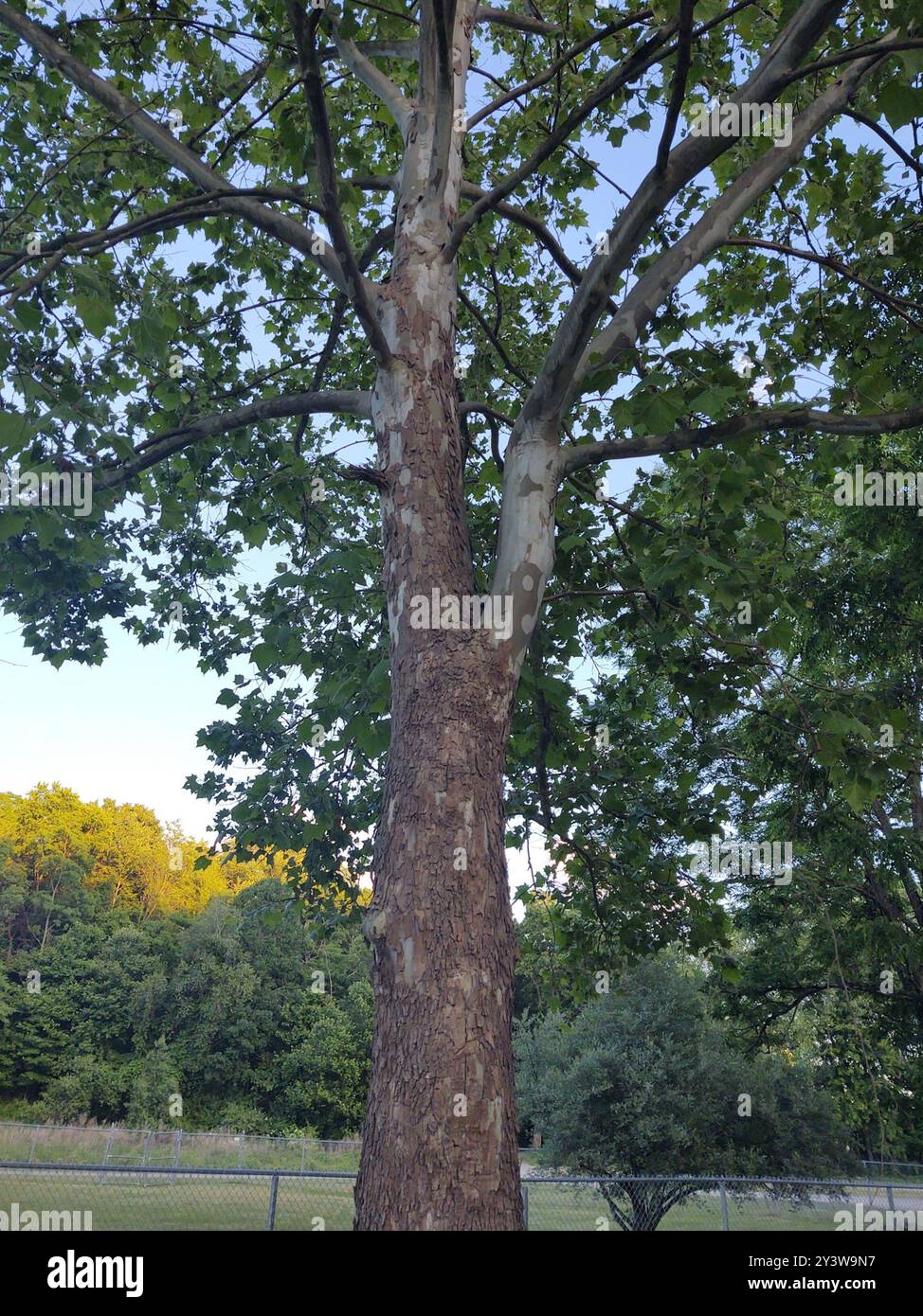 American sycamore (Platanus occidentalis) Plantae Stock Photo - Alamy