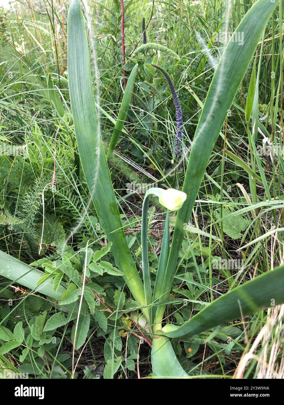 Siberian chives (Allium nutans) Plantae Stock Photo - Alamy
