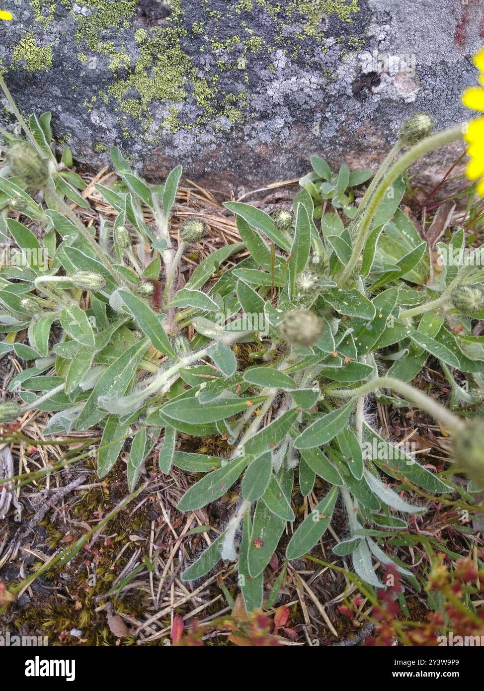 mouse-eared hawkweed (Pilosella officinarum) Plantae Stock Photo - Alamy