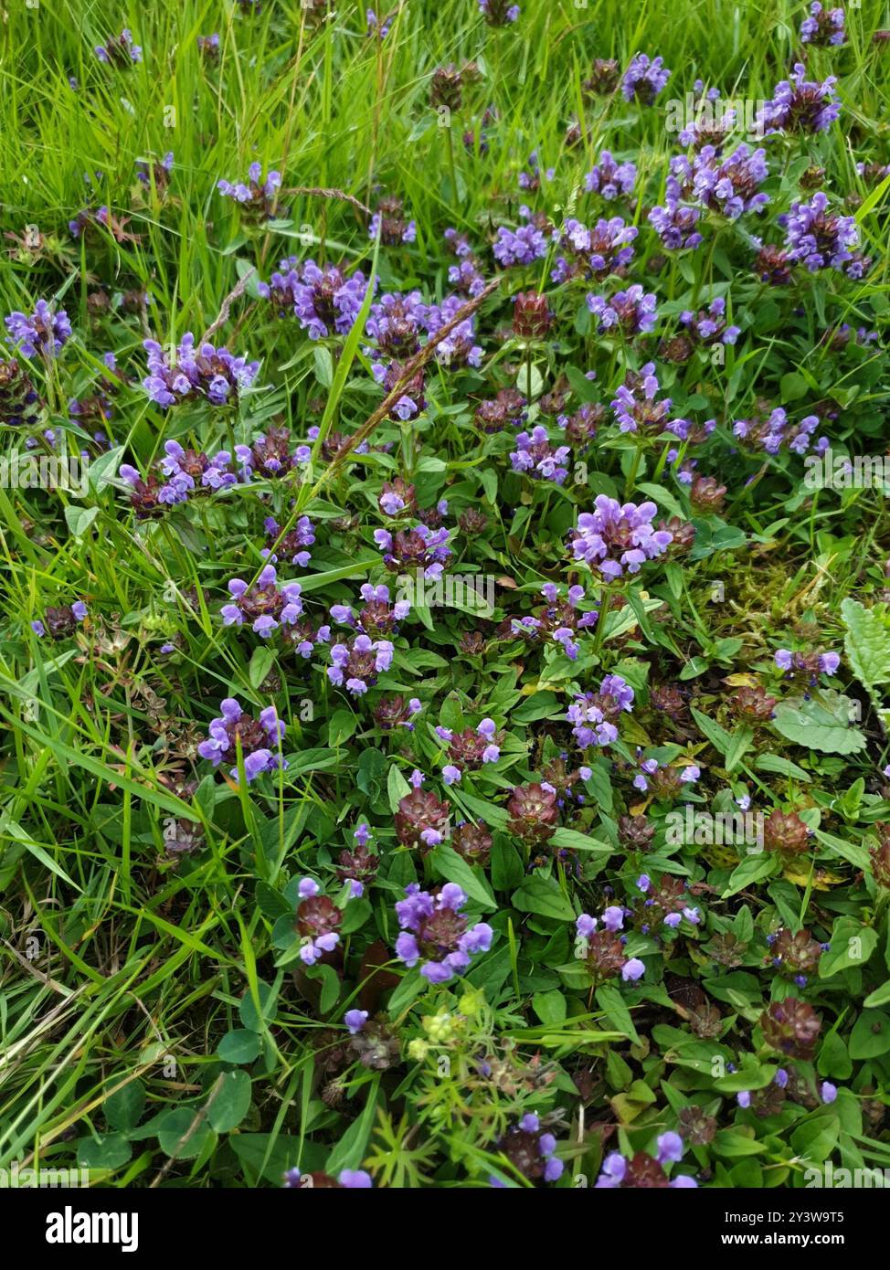 common selfheal (Prunella vulgaris) Plantae Stock Photo - Alamy