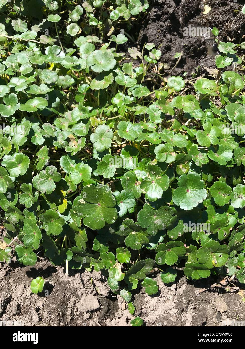 floating marsh pennywort (Hydrocotyle ranunculoides) Plantae Stock ...