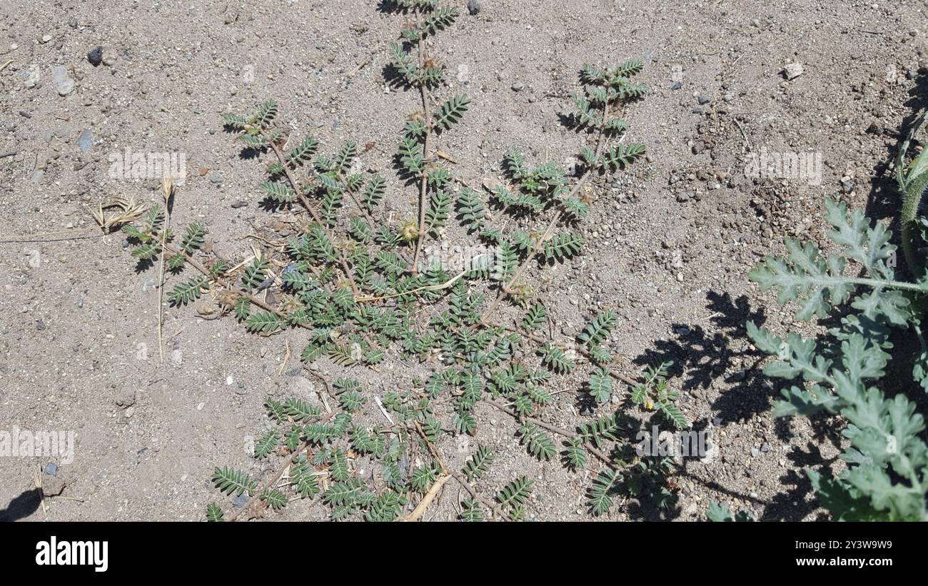 puncture vine (Tribulus terrestris) Plantae Stock Photo - Alamy