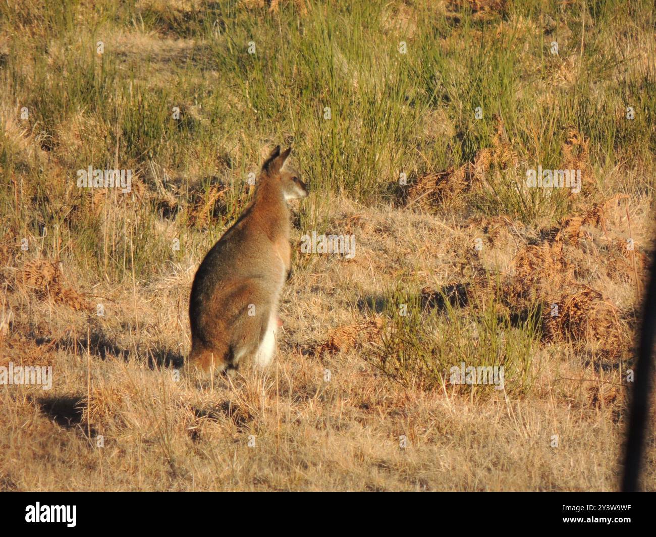 Red-necked Wallaby (Notamacropus rufogriseus) Mammalia Stock Photo - Alamy