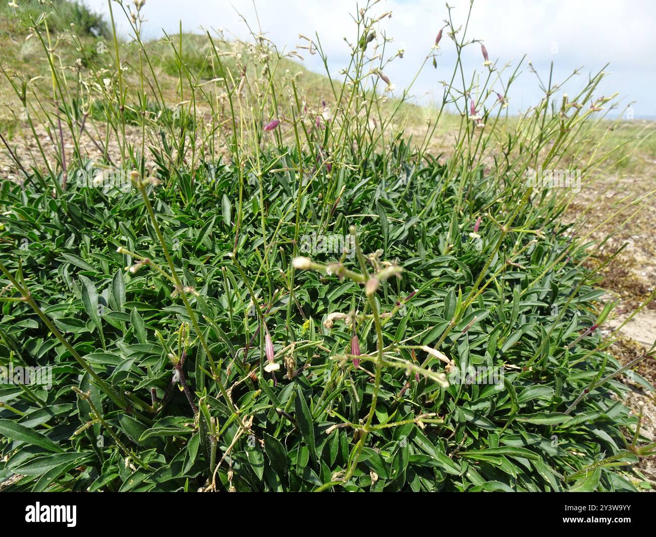 Nottingham Catchfly (Silene nutans) Plantae Stock Photo - Alamy