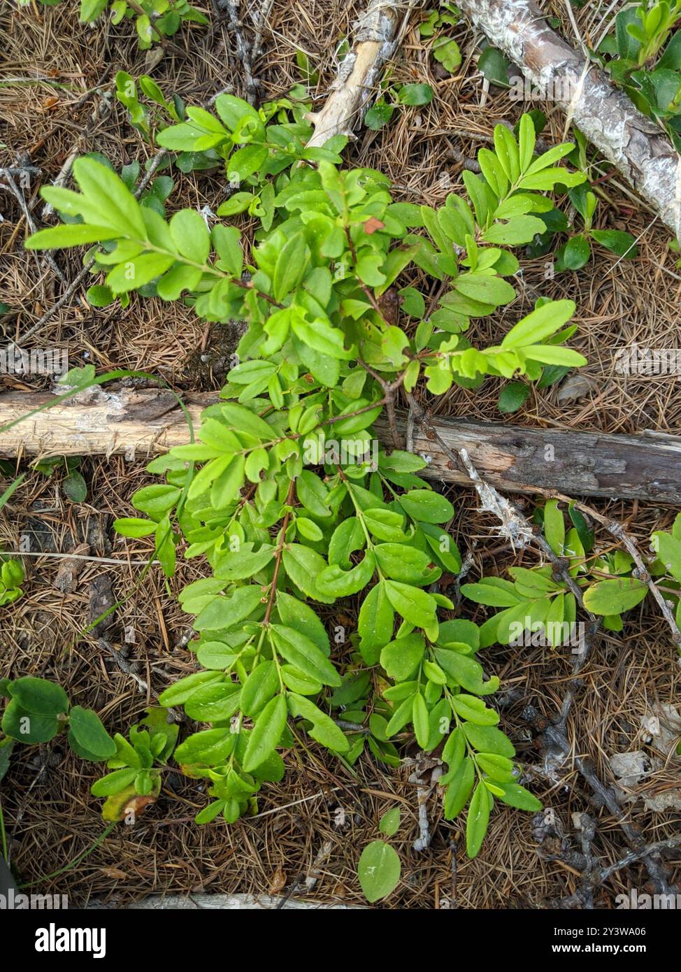Oregon Boxwood (Paxistima myrsinites) Plantae Stock Photo - Alamy