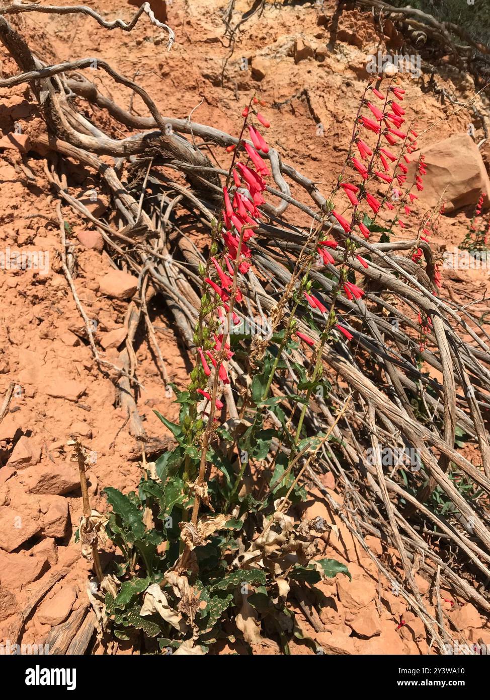 firecracker penstemon (Penstemon eatonii) Plantae Stock Photo - Alamy