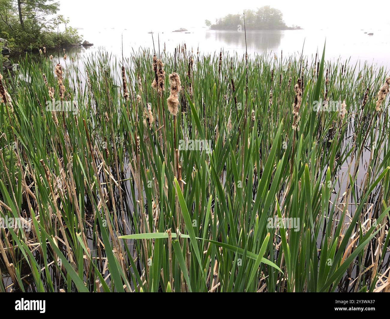 narrow-leaved cattail (Typha angustifolia) Plantae Stock Photo - Alamy