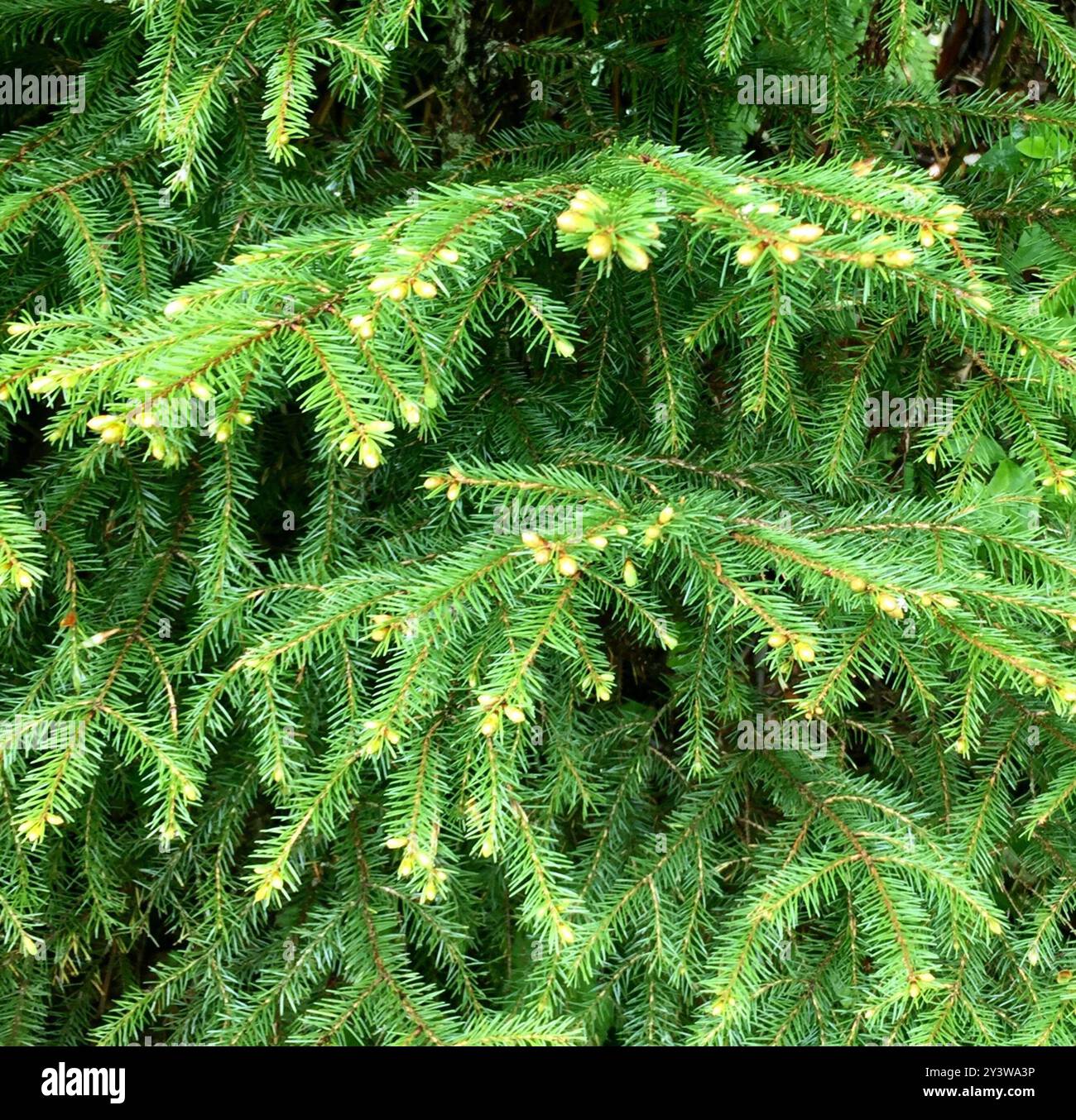 red spruce (Picea rubens) Plantae Stock Photo - Alamy