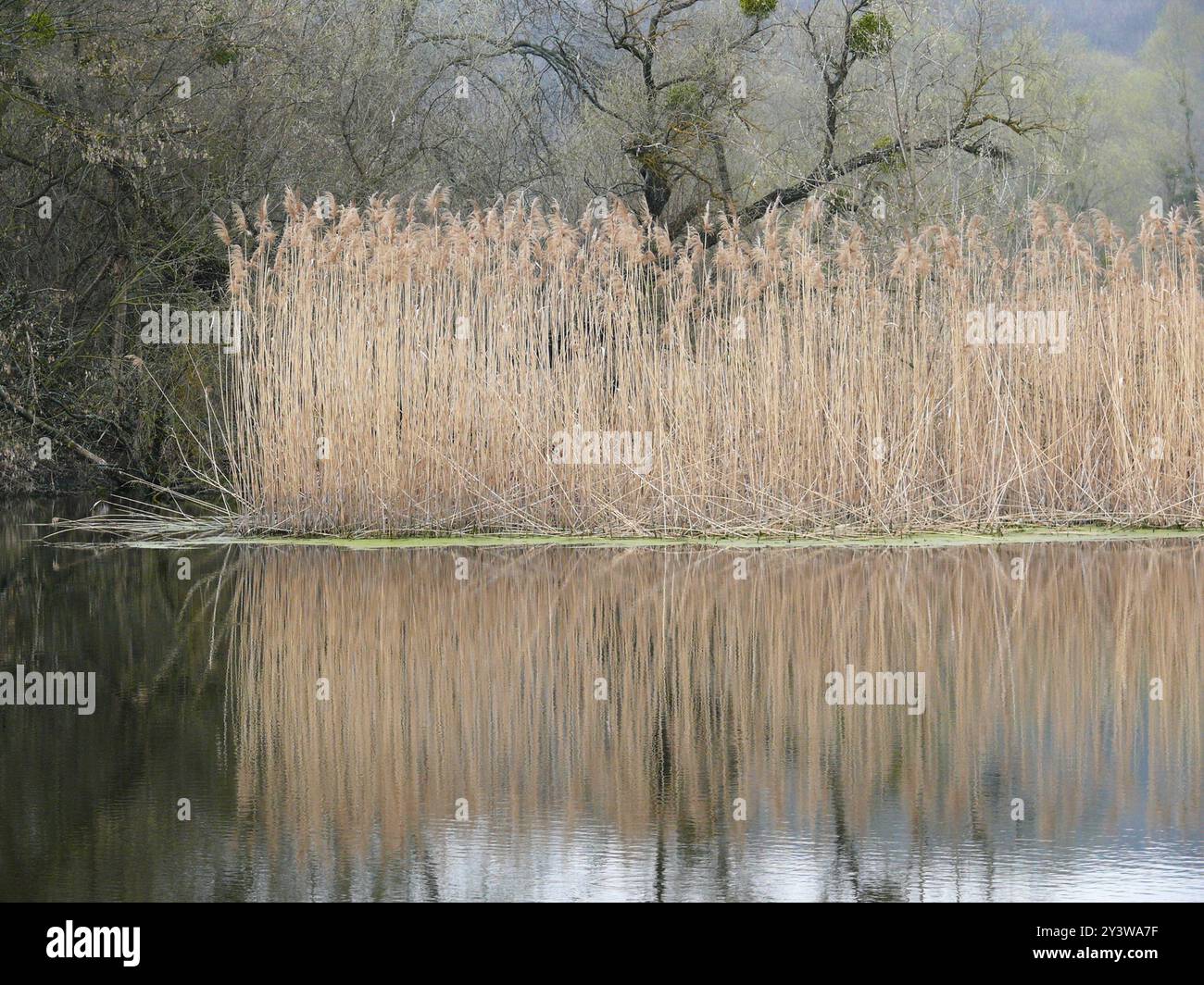 common reed (Phragmites australis) Plantae Stock Photo - Alamy