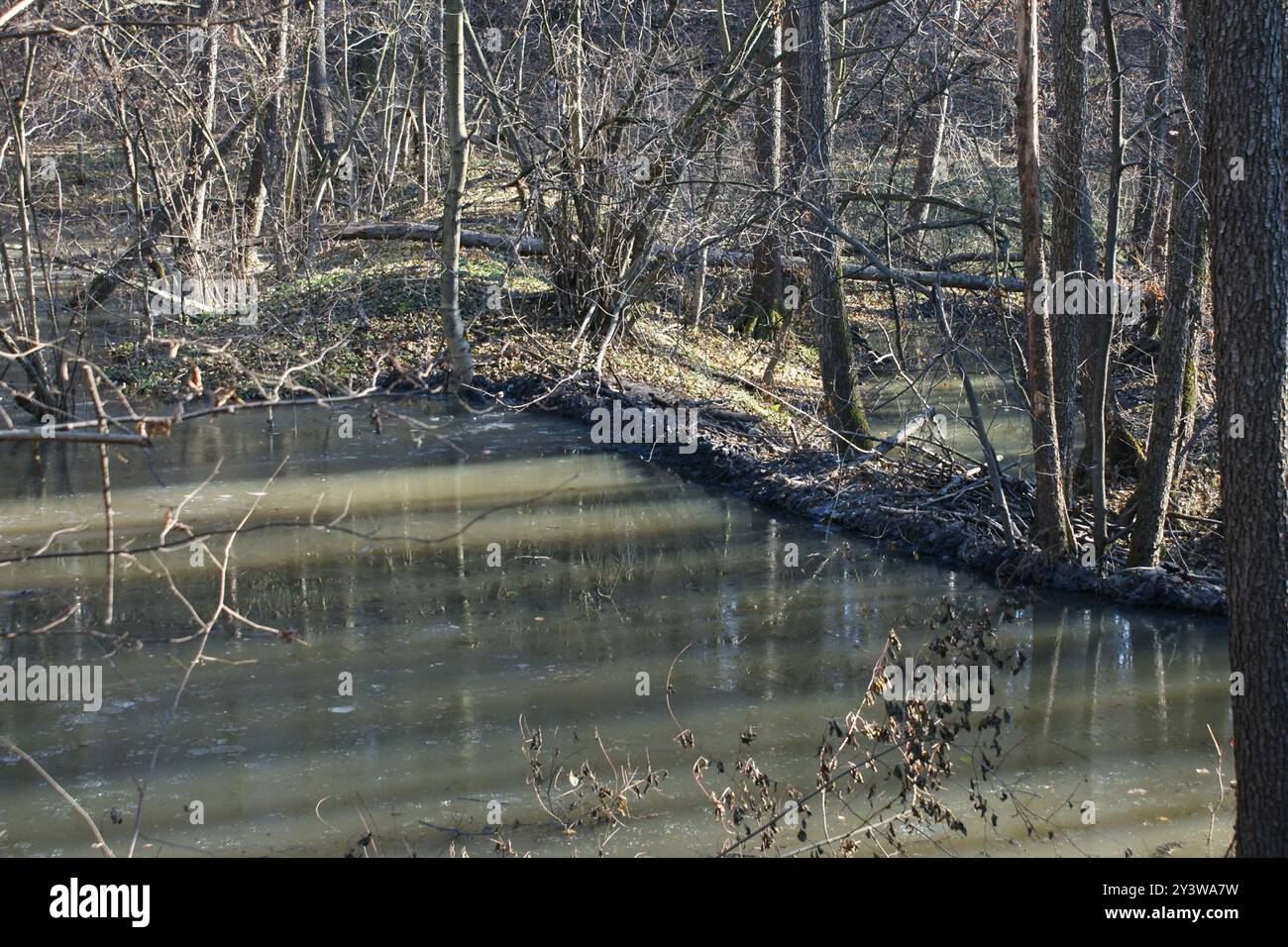 Eurasian Beaver (Castor fiber) Mammalia Stock Photo - Alamy