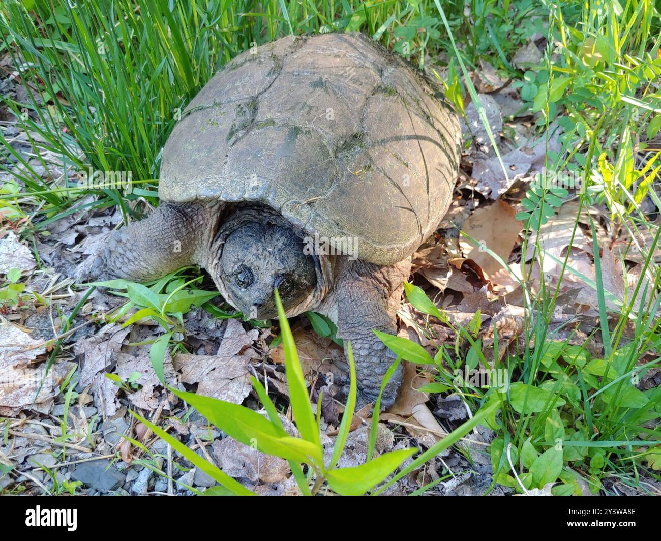 Common Snapping Turtle (Chelydra serpentina) Reptilia Stock Photo - Alamy