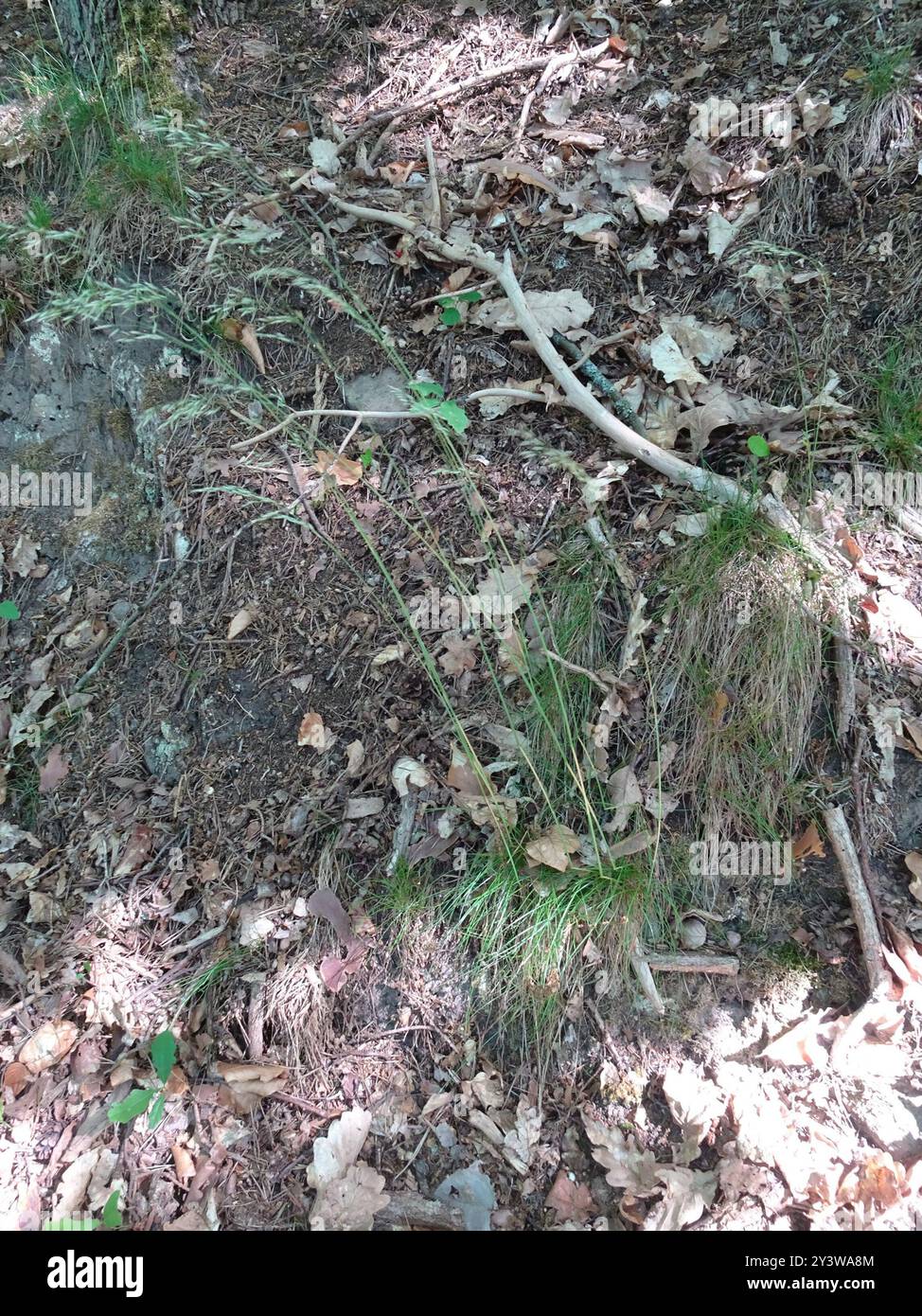 wavy hair-grass (Avenella flexuosa) Plantae Stock Photo - Alamy