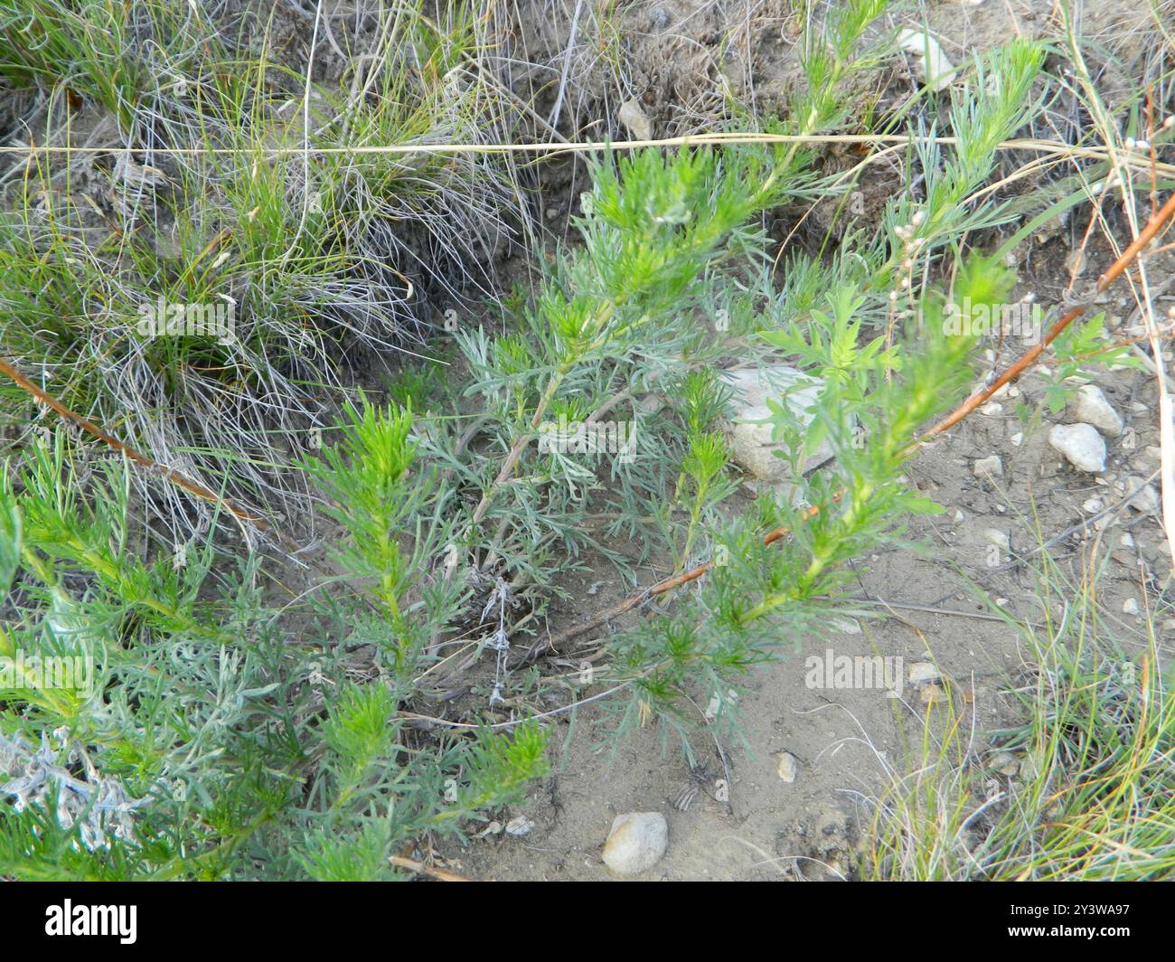 Field Sagewort (Artemisia campestris) Plantae Stock Photo - Alamy