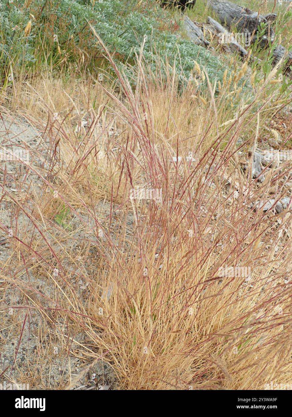 rattail sixweeks grass (Festuca myuros) Plantae Stock Photo - Alamy