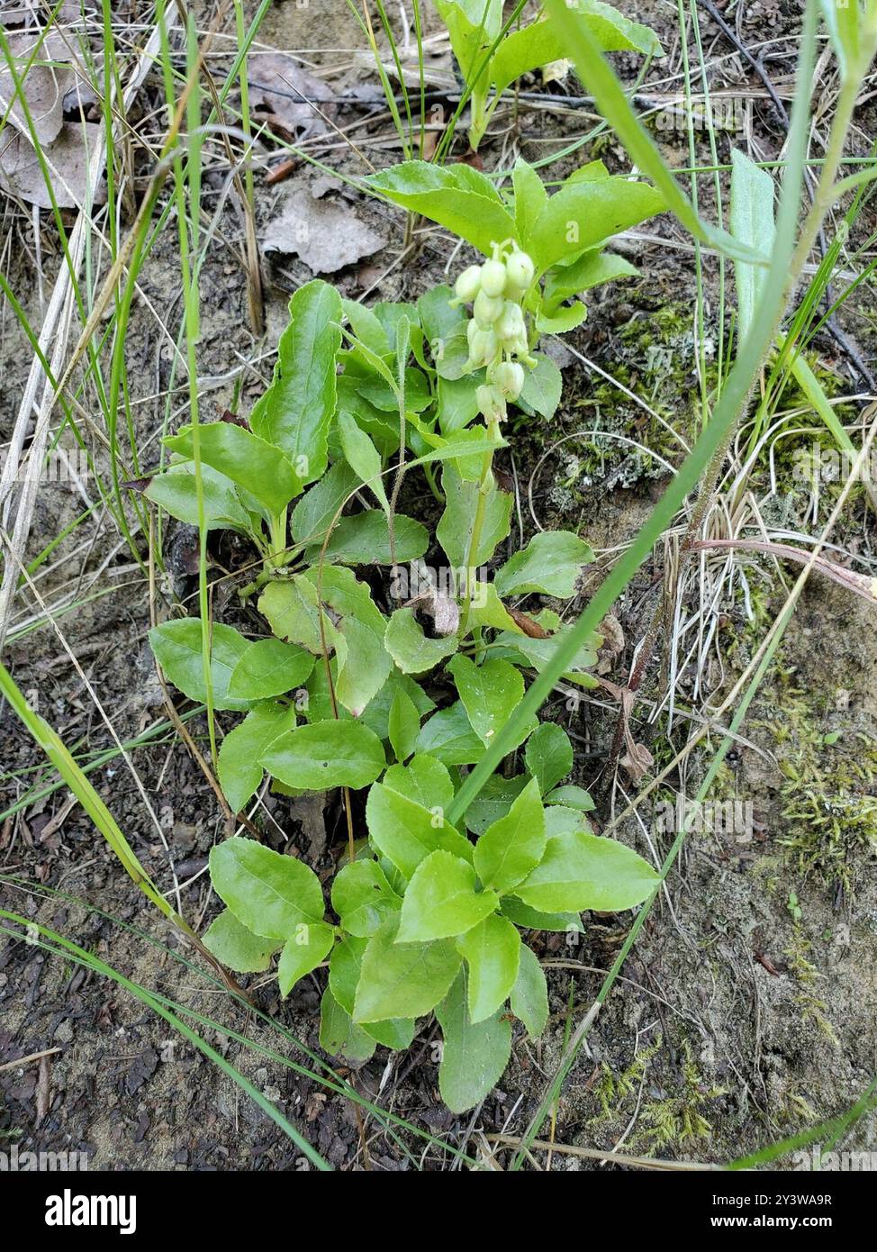 one-sided wintergreen (Orthilia secunda) Plantae Stock Photo - Alamy