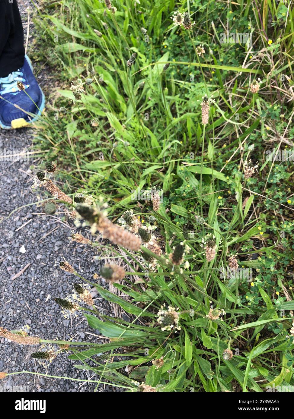 ribwort plantain (Plantago lanceolata) Plantae Stock Photo - Alamy