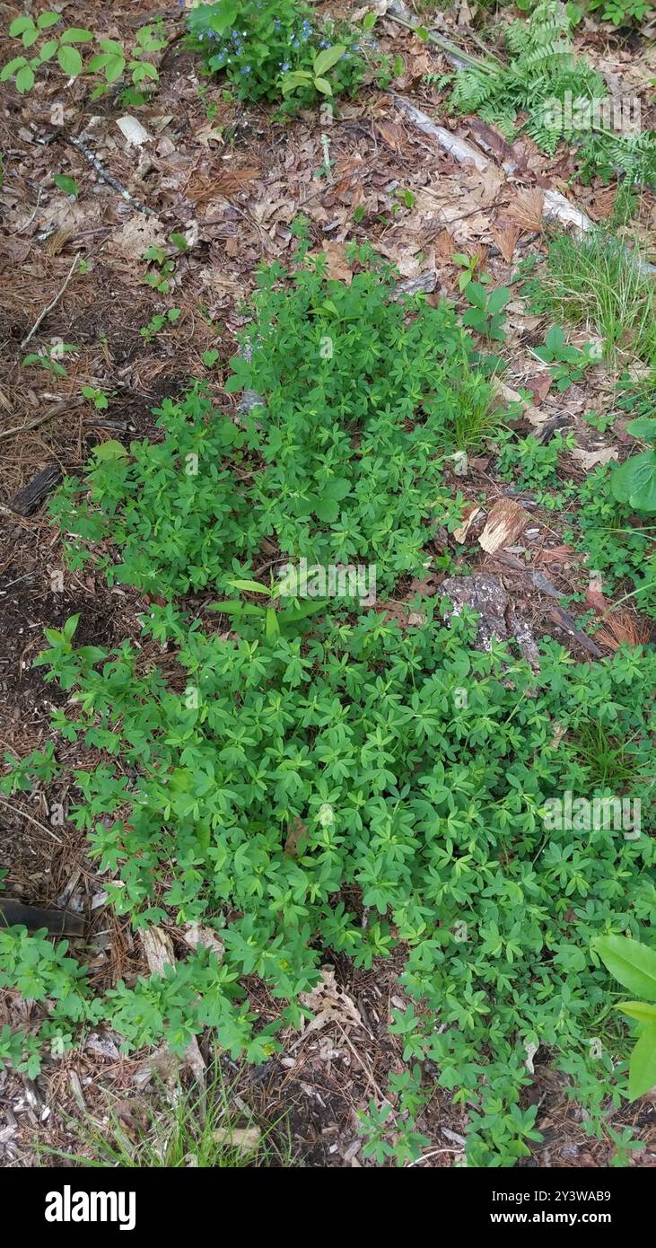 large hop clover (Trifolium aureum) Plantae Stock Photo - Alamy