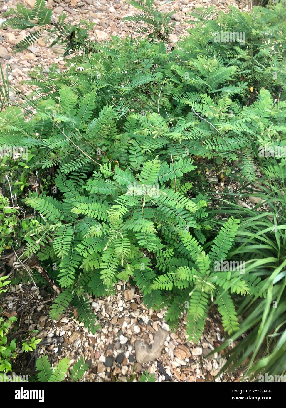 leadplant (Amorpha canescens) Plantae Stock Photo - Alamy