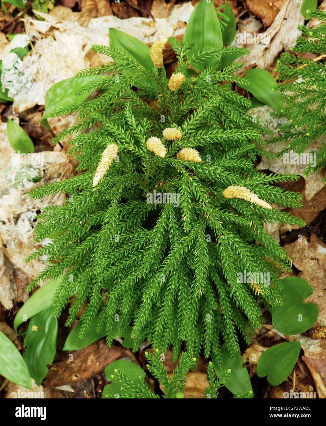 prickly tree-clubmoss (Dendrolycopodium dendroideum) Plantae Stock ...