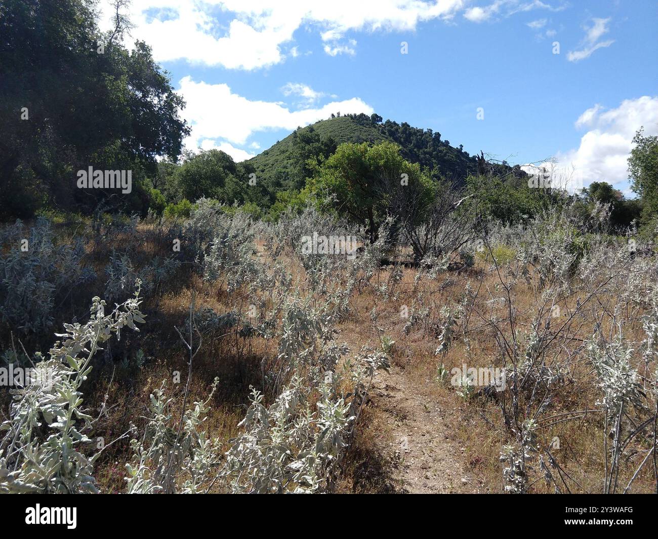 Woolly Yerba Santa (Eriodictyon tomentosum) Plantae Stock Photo - Alamy