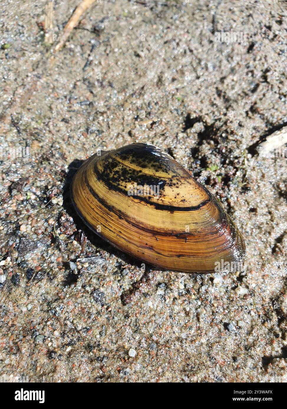 Swollen River-mussel (Unio tumidus) Mollusca Stock Photo - Alamy