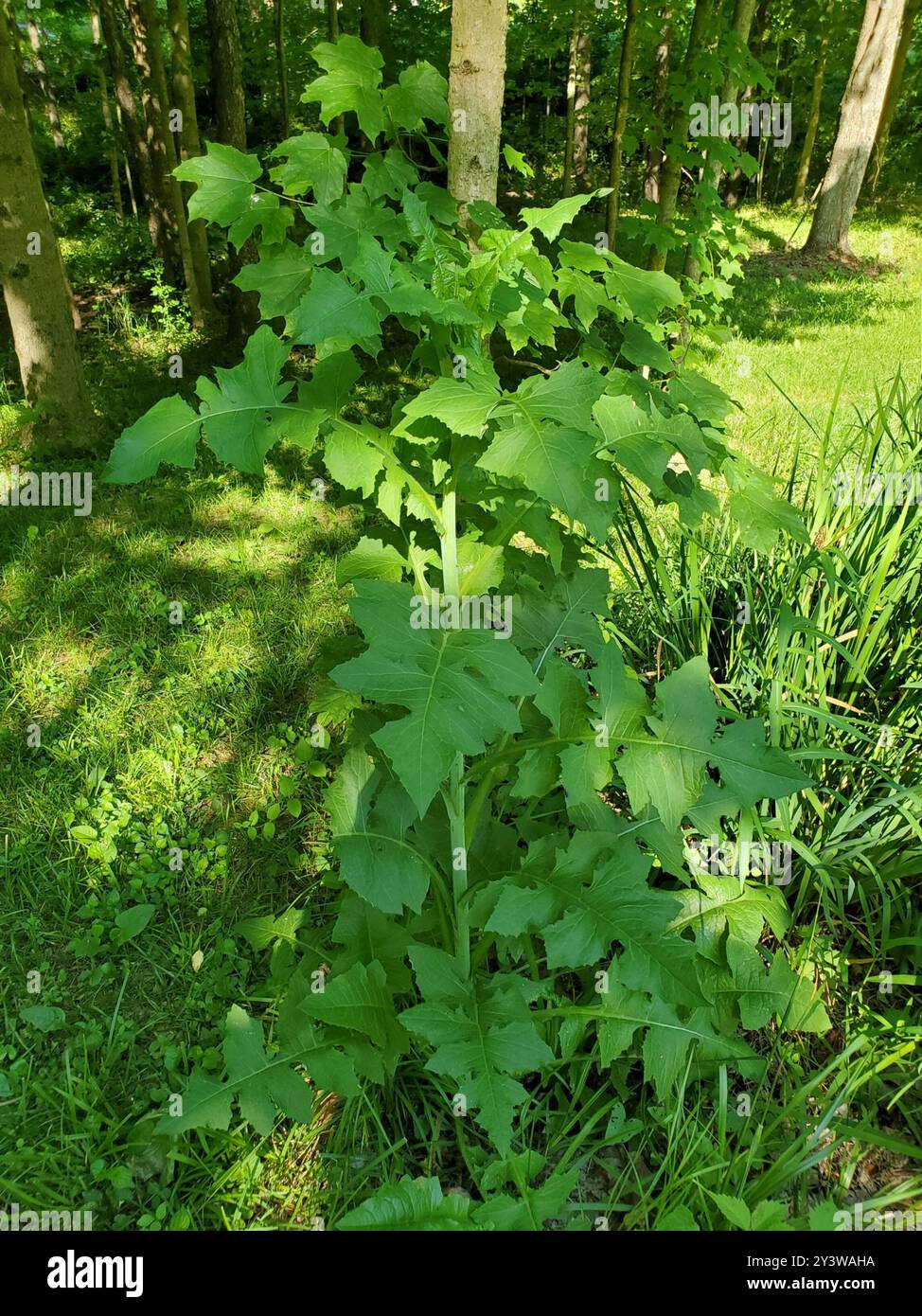 tall blue lettuce (Lactuca biennis) Plantae Stock Photo - Alamy