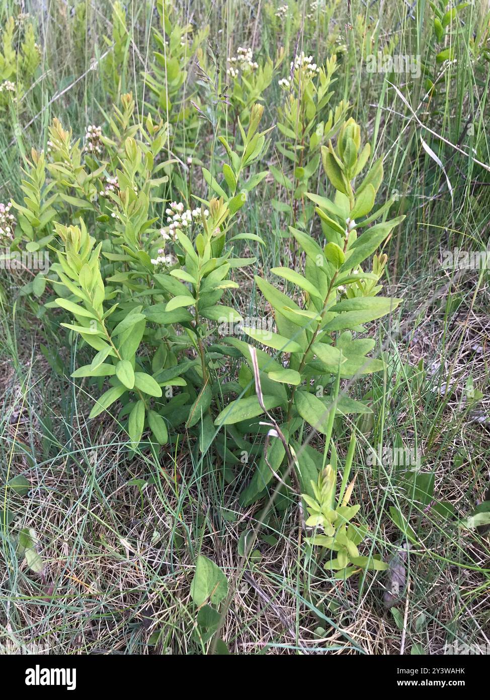 bastard toadflax (Comandra umbellata) Plantae Stock Photo - Alamy