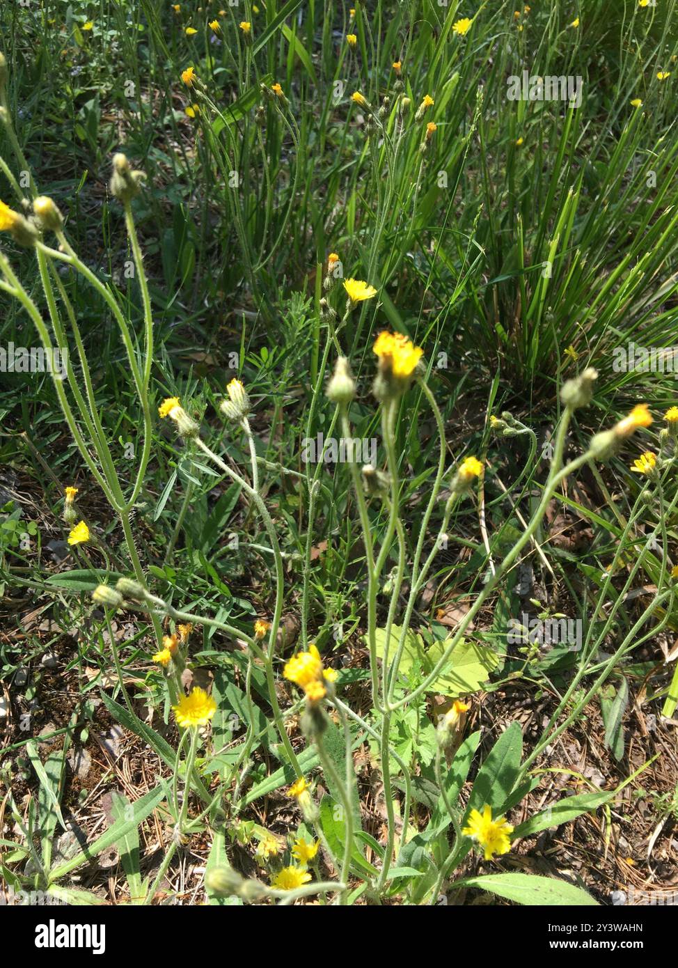 narrow-leaved hawksbeard (Crepis tectorum) Plantae Stock Photo - Alamy