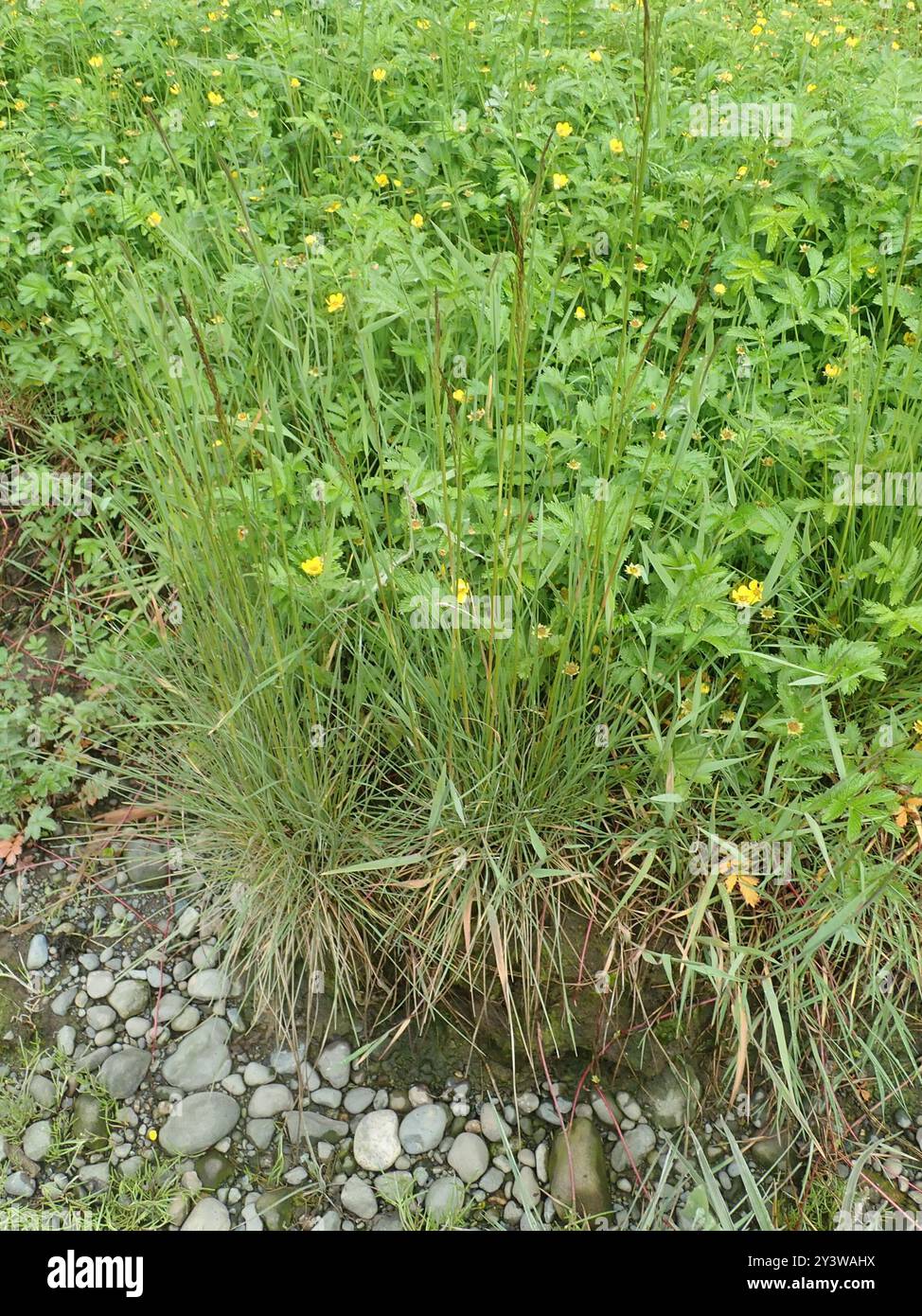 bent grass (Agrostis) Plantae Stock Photo - Alamy