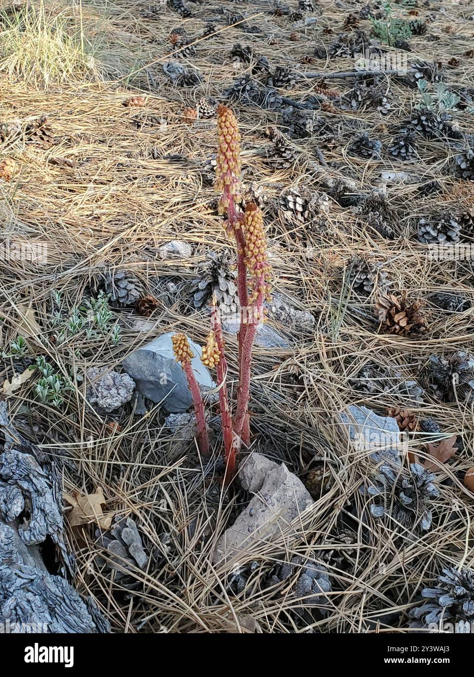 woodland pinedrops (Pterospora andromedea) Plantae Stock Photo - Alamy