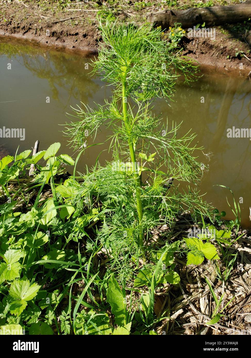 plants (Plantae) Plantae Stock Photo - Alamy