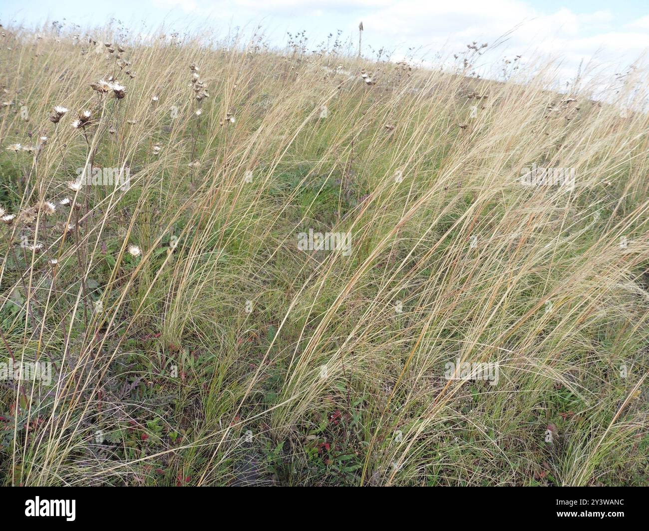 Dwarf Feather Grass (Stipa capillata) Plantae Stock Photo - Alamy