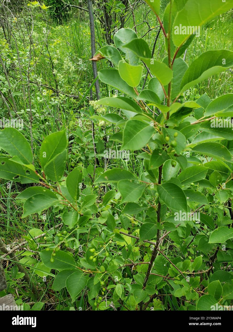 chokecherry (Prunus virginiana) Plantae Stock Photo - Alamy
