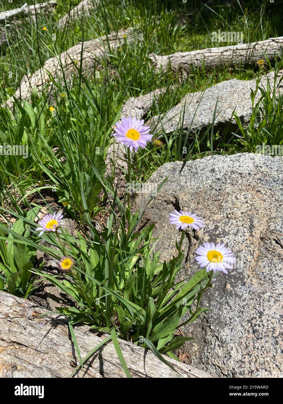 Subalpine Fleabane (Erigeron glacialis) Plantae Stock Photo - Alamy