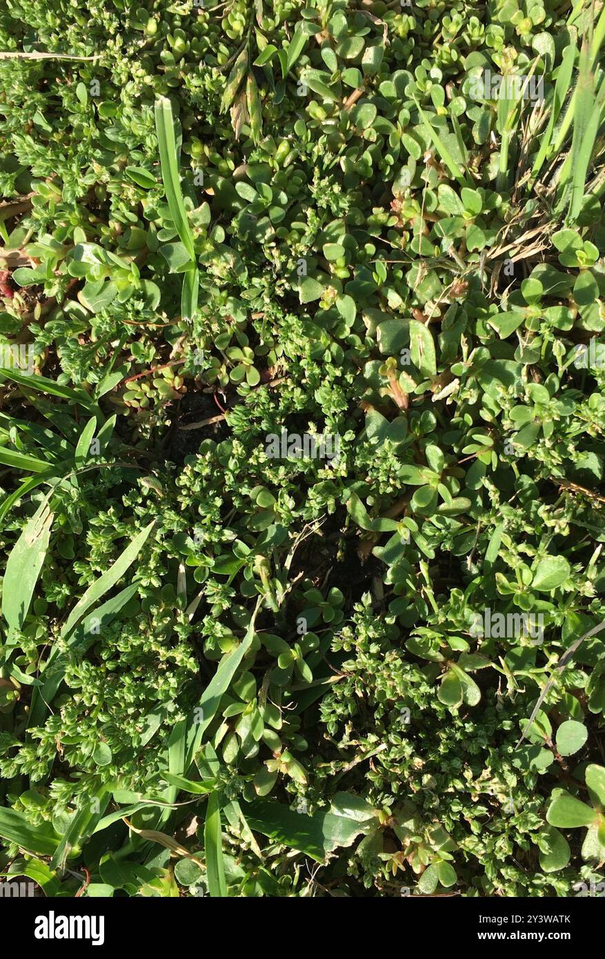 fourleaf manyseed (Polycarpon tetraphyllum) Plantae Stock Photo - Alamy