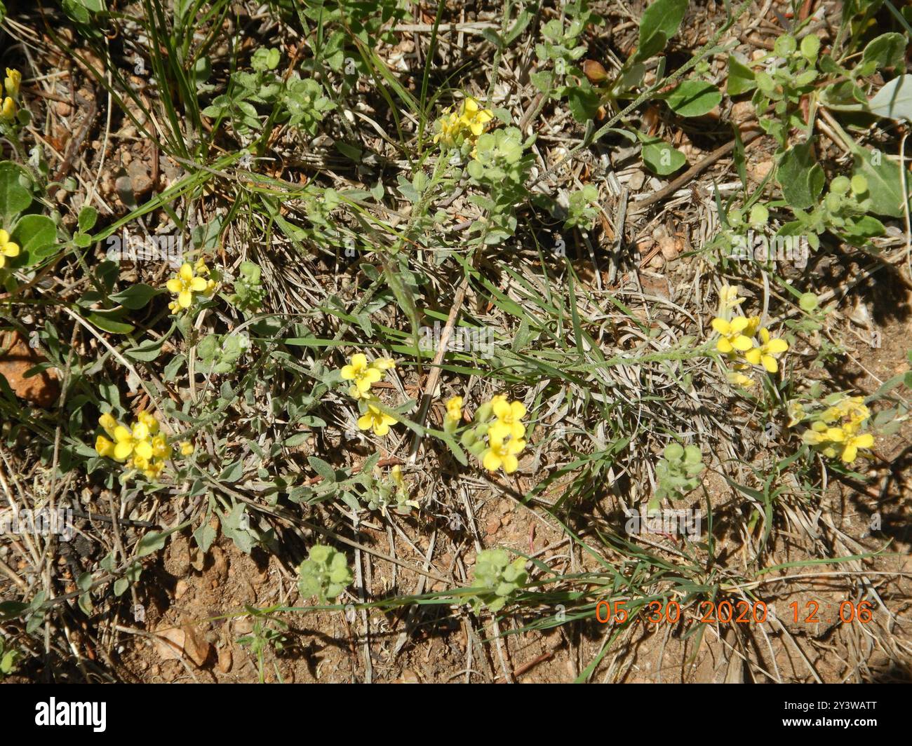 Mountain Bladderpod (Physaria montana) Plantae Stock Photo - Alamy
