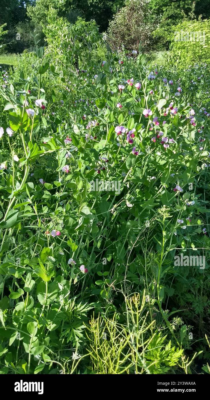 Common Pea (Pisum sativum) Plantae Stock Photo - Alamy