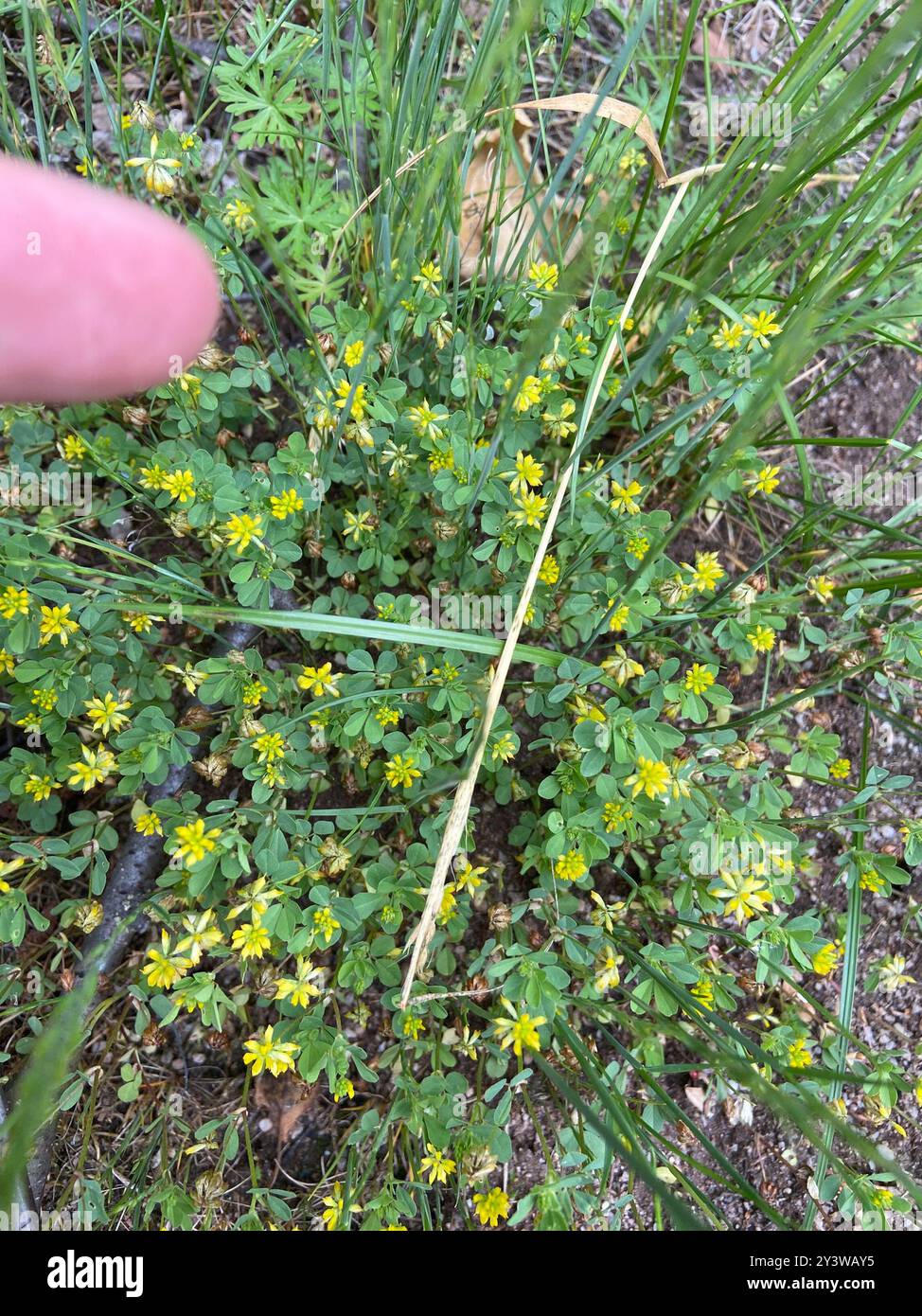 Lesser hop trefoil (Trifolium dubium) Plantae Stock Photo - Alamy