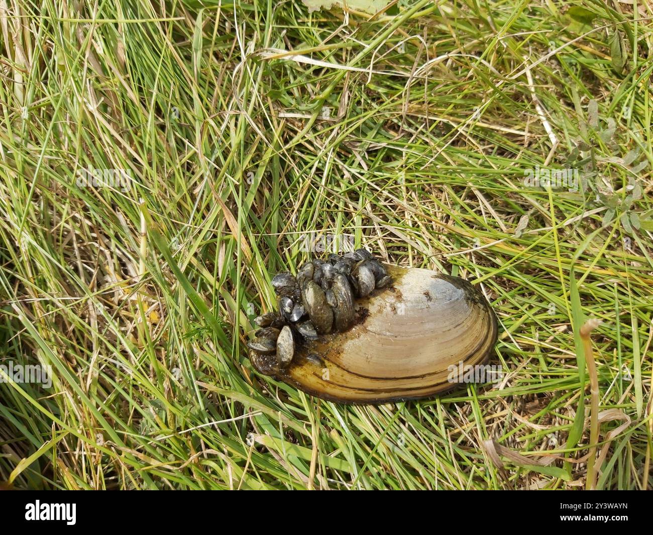 Duck Mussel (Anodonta anatina) Mollusca Stock Photo - Alamy