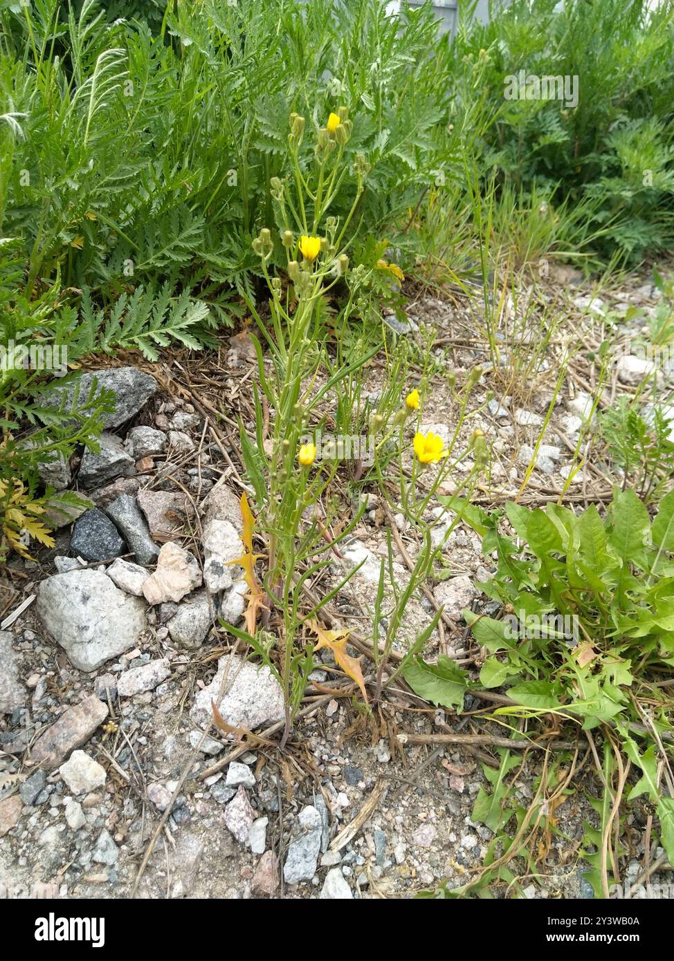 narrow-leaved hawksbeard (Crepis tectorum) Plantae Stock Photo - Alamy