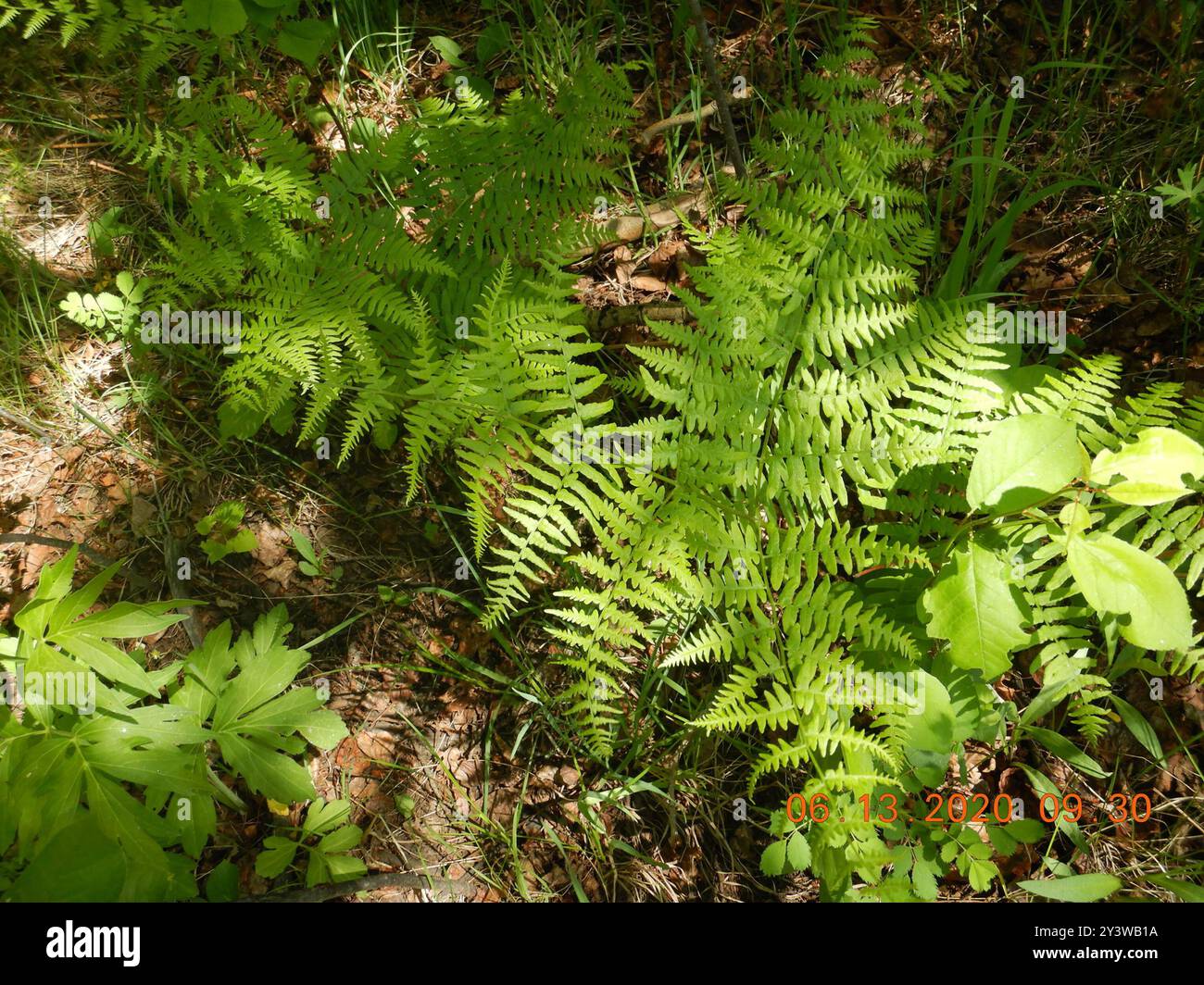 common bracken (Pteridium aquilinum) Plantae Stock Photo - Alamy