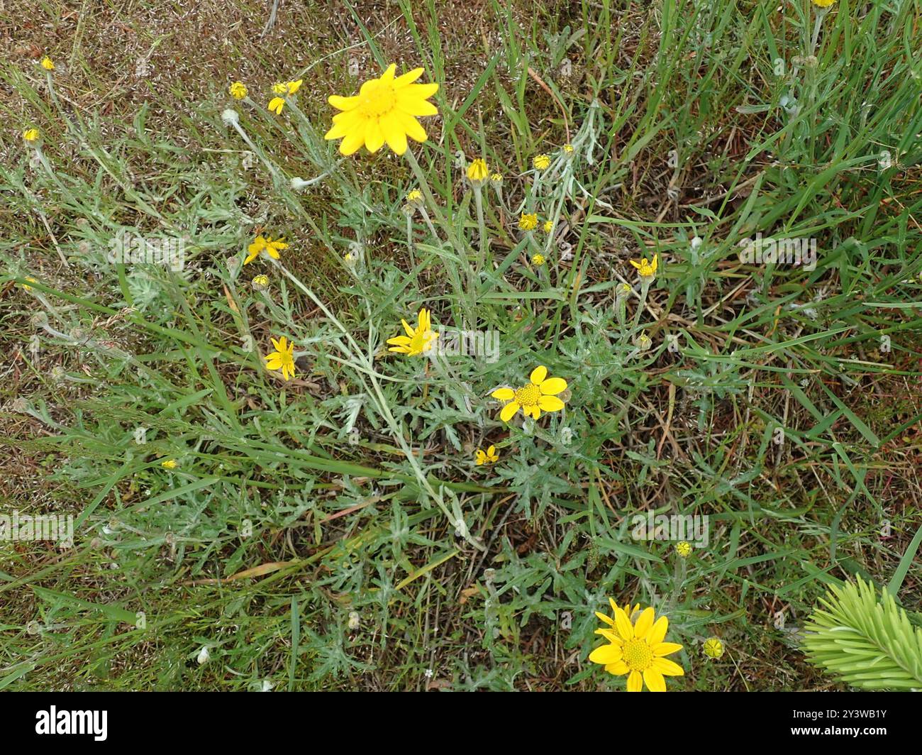 common woolly sunflower (Eriophyllum lanatum) Plantae Stock Photo - Alamy