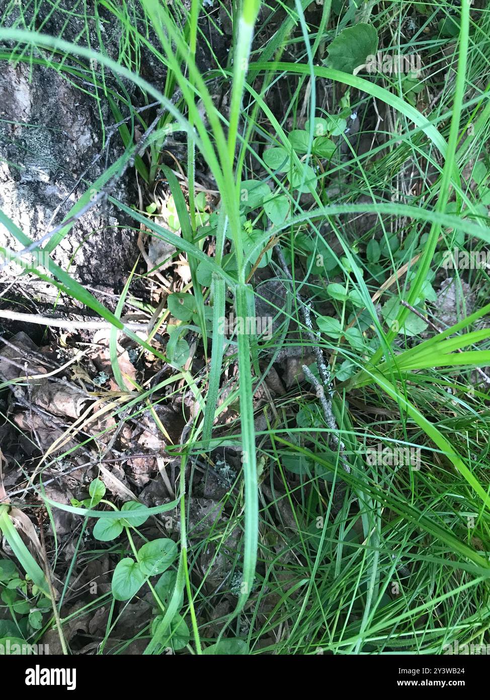 hairy sedge (Carex hirta) Plantae Stock Photo - Alamy