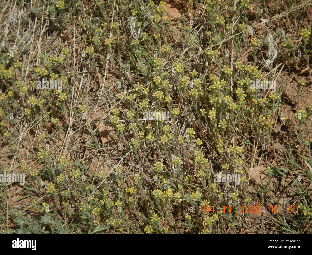 desert madwort (Alyssum desertorum) Plantae Stock Photo - Alamy