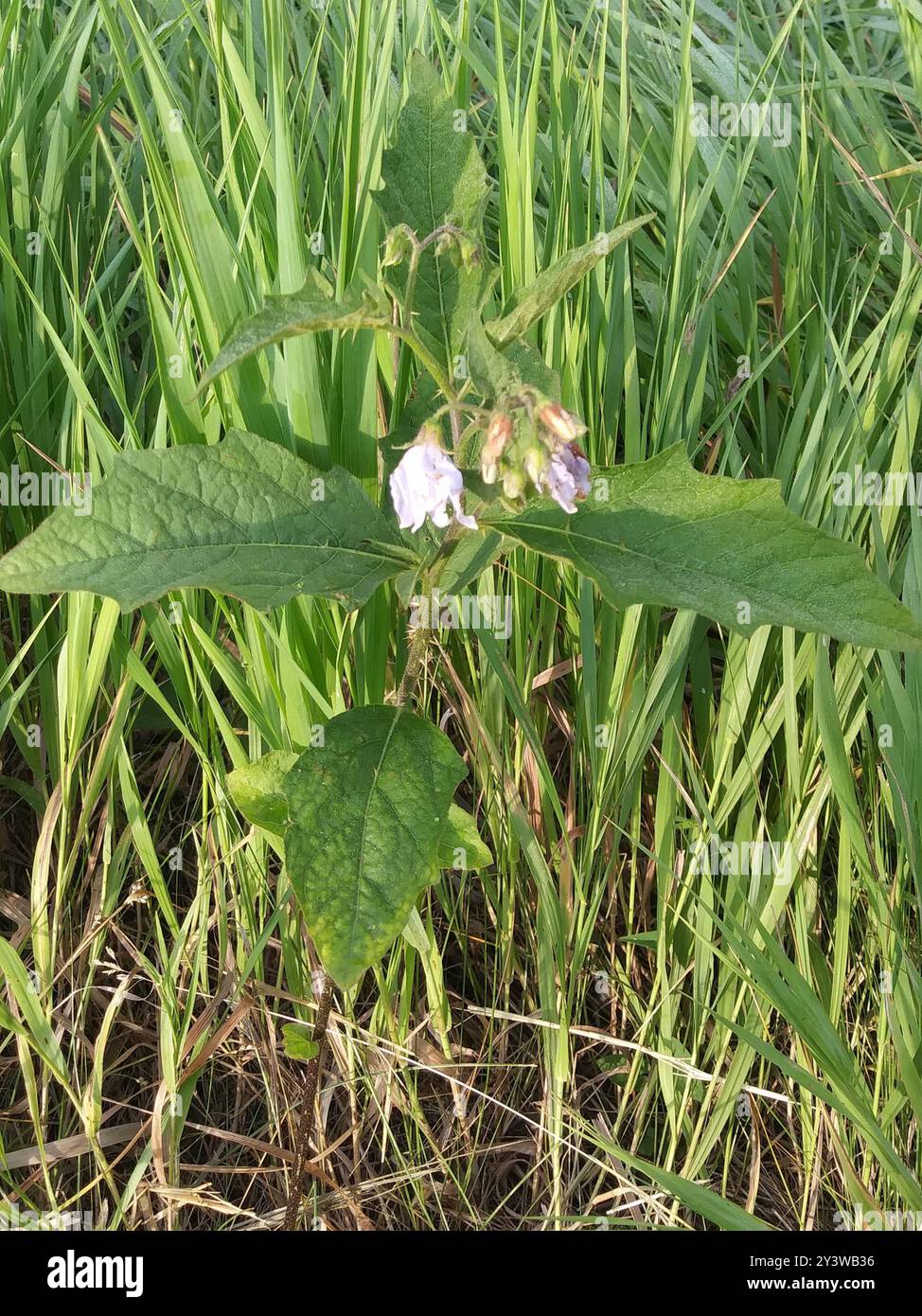 Carolina horsenettle (Solanum carolinense) Plantae Stock Photo - Alamy